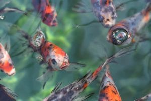 How To Care For Goldfish In A Pond: Essential Tips for Outdoor Aquatic ...