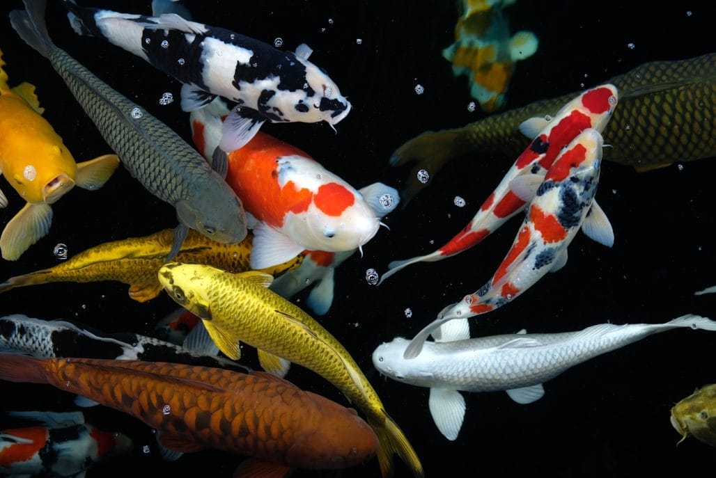 Koi Varieties - The Ultimate Guide: Exploring Japan's Living Jewels
